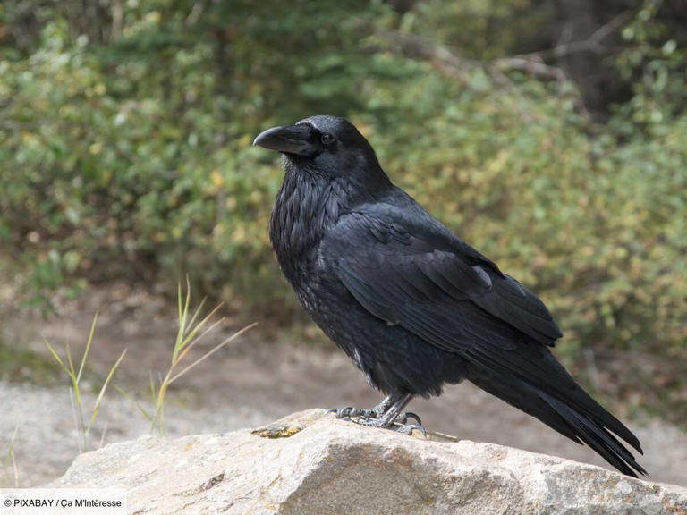 Voici les prédateurs du corbeau, cet oiseau classé parmi les nuisibles