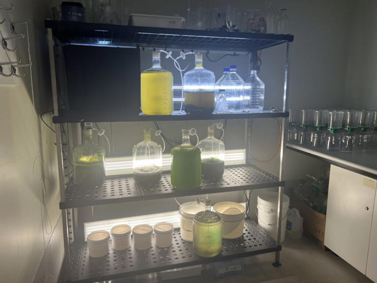 Australian researchers study oysters’ resilience in face of climate change