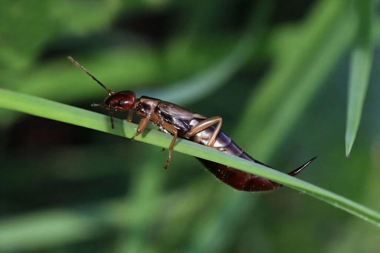 Some insects are declining, but what's happening to the other 99%?