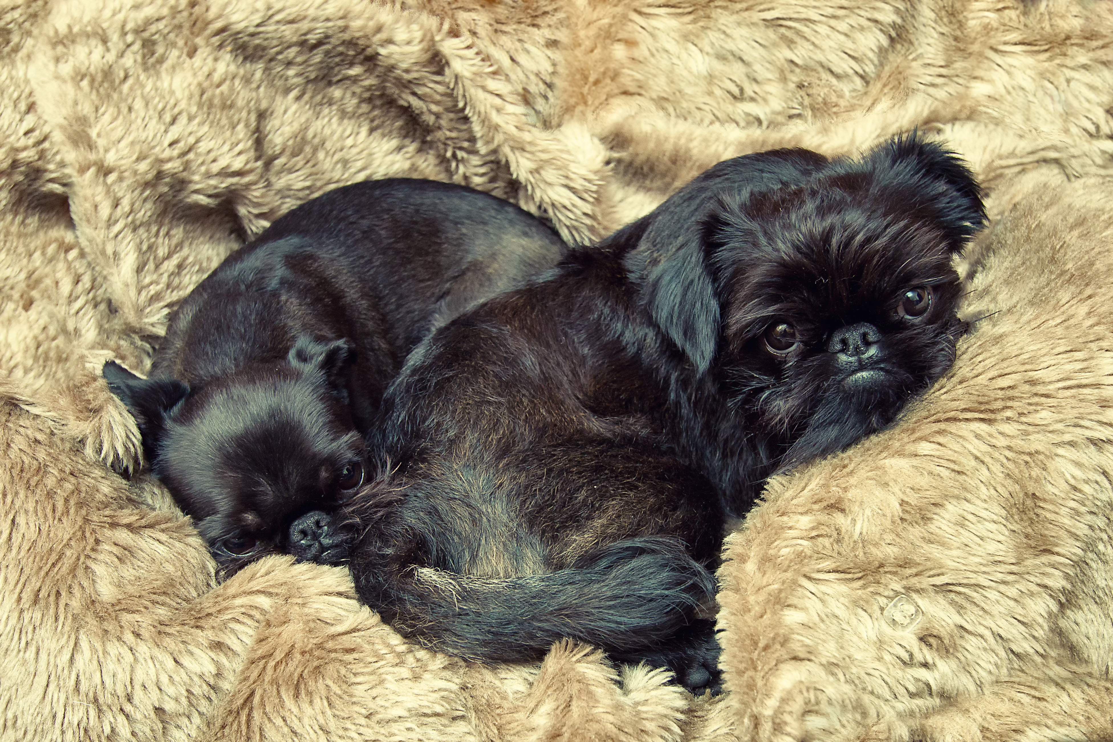 Owner Gets Cutest Puppy, Internet Unprepared for What Dog Grows Into