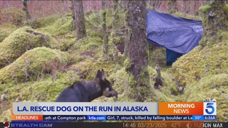 Dog rescued after L.A. wildfires goes missing in Alaska