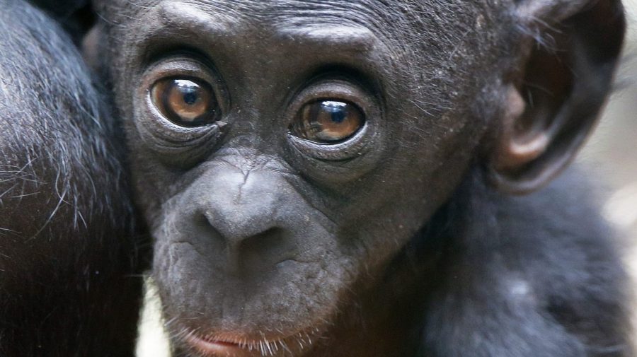 Chimp relatives use humanlike grammar, study finds