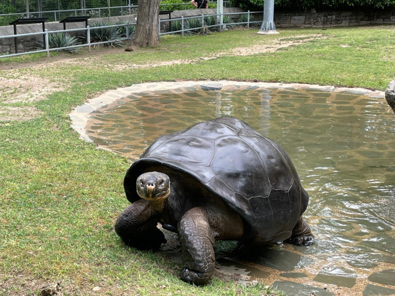 Pennsylvania zoo’s 100-year-old tortoise gives birth to critically ...