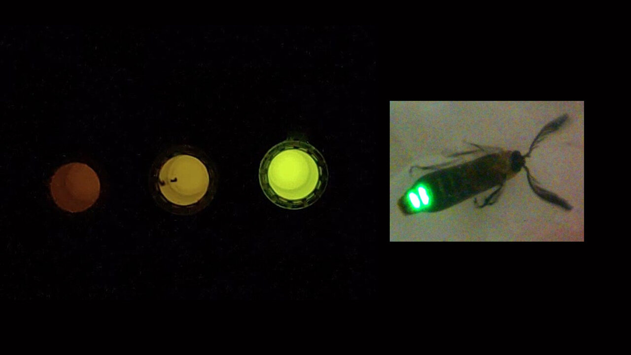 Firefly light gives rise to sensor that detects cellular alterations