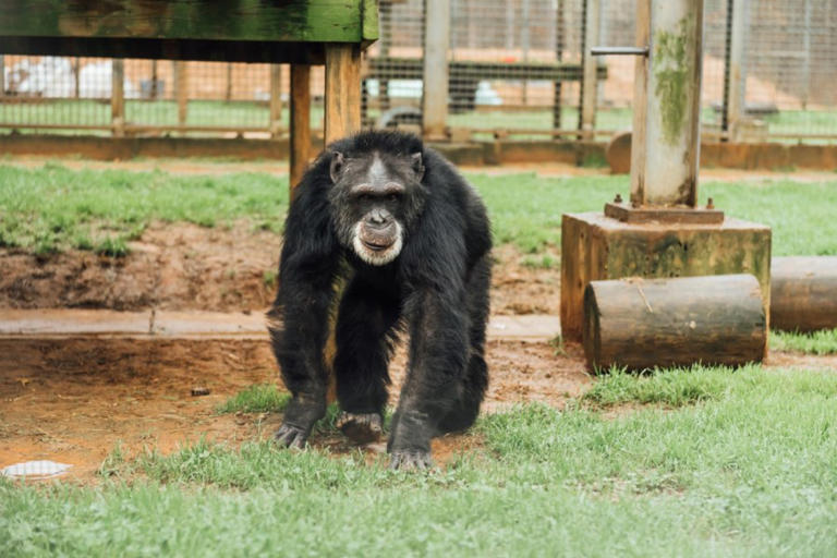 Chimp Haven opens to public this Spring