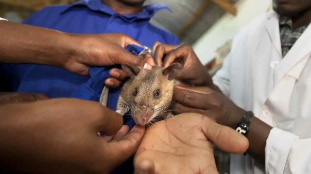 Giant rat celebrated for detecting one of the world's deadliest ...
