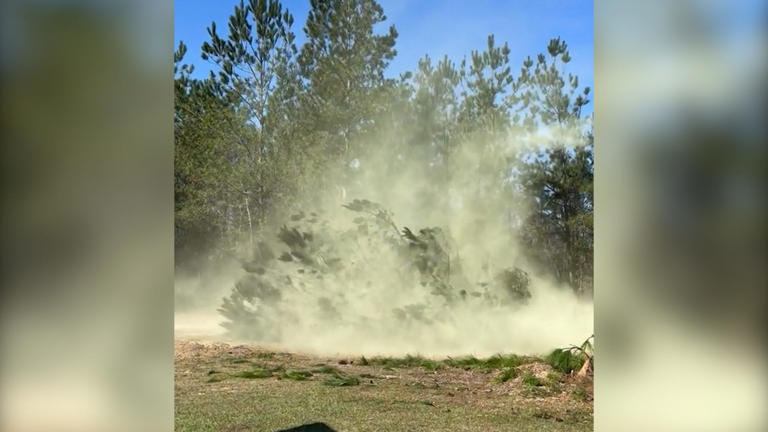 Watch: Pollen cloud fills the air as south Georgia pine tree gets cut down