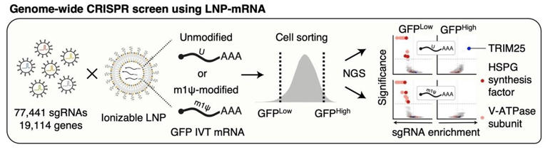 Cellular regulator of mRNA vaccine revealed, offering new therapeutic ...