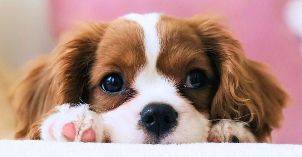 The AKC Just Announced The 20 Most Popular Dog Breeds — See Which Pups ...