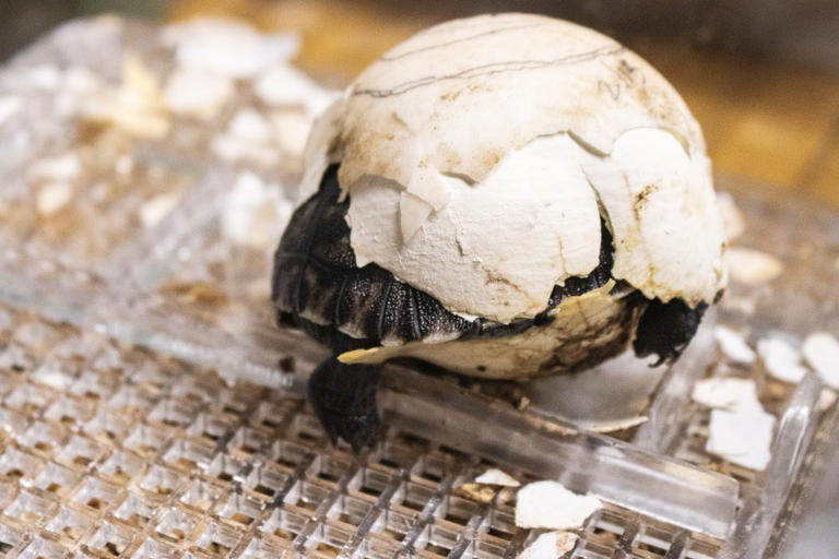 Pennsylvania zoo’s 100-year-old tortoise gives birth to critically ...