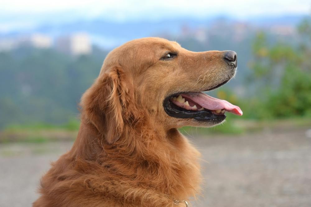 The AKC Just Announced The 20 Most Popular Dog Breeds — See Which Pups ...