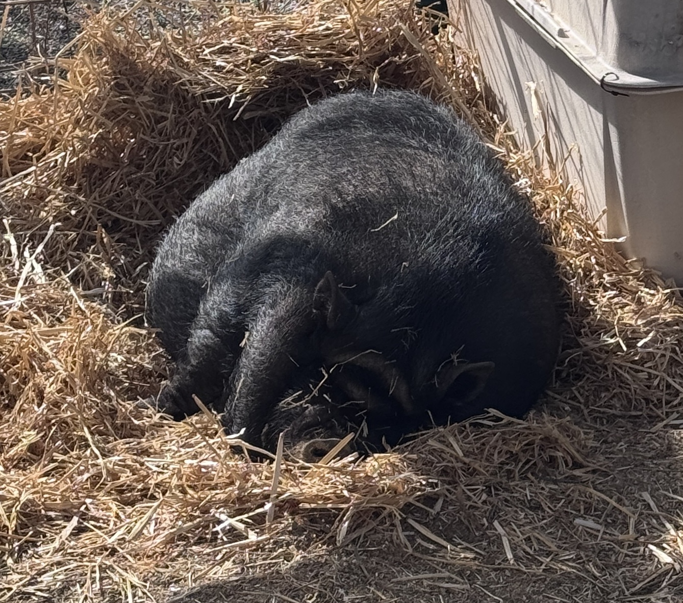 Humane Society offers update on status of pot-bellied pig 'Miss Piggy'
