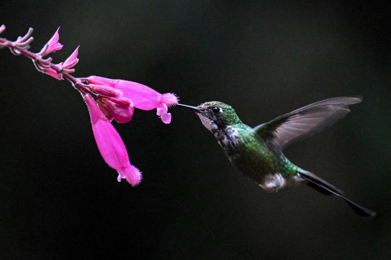 Spring is hummingbird migration season: Interactive map shows where you ...