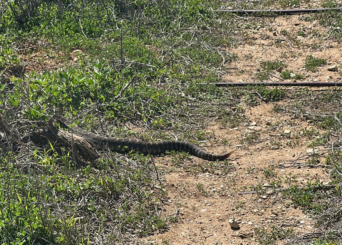 California Firefighters Warn: ‘Watch Your Step’ After Baby Rattlesnake ...