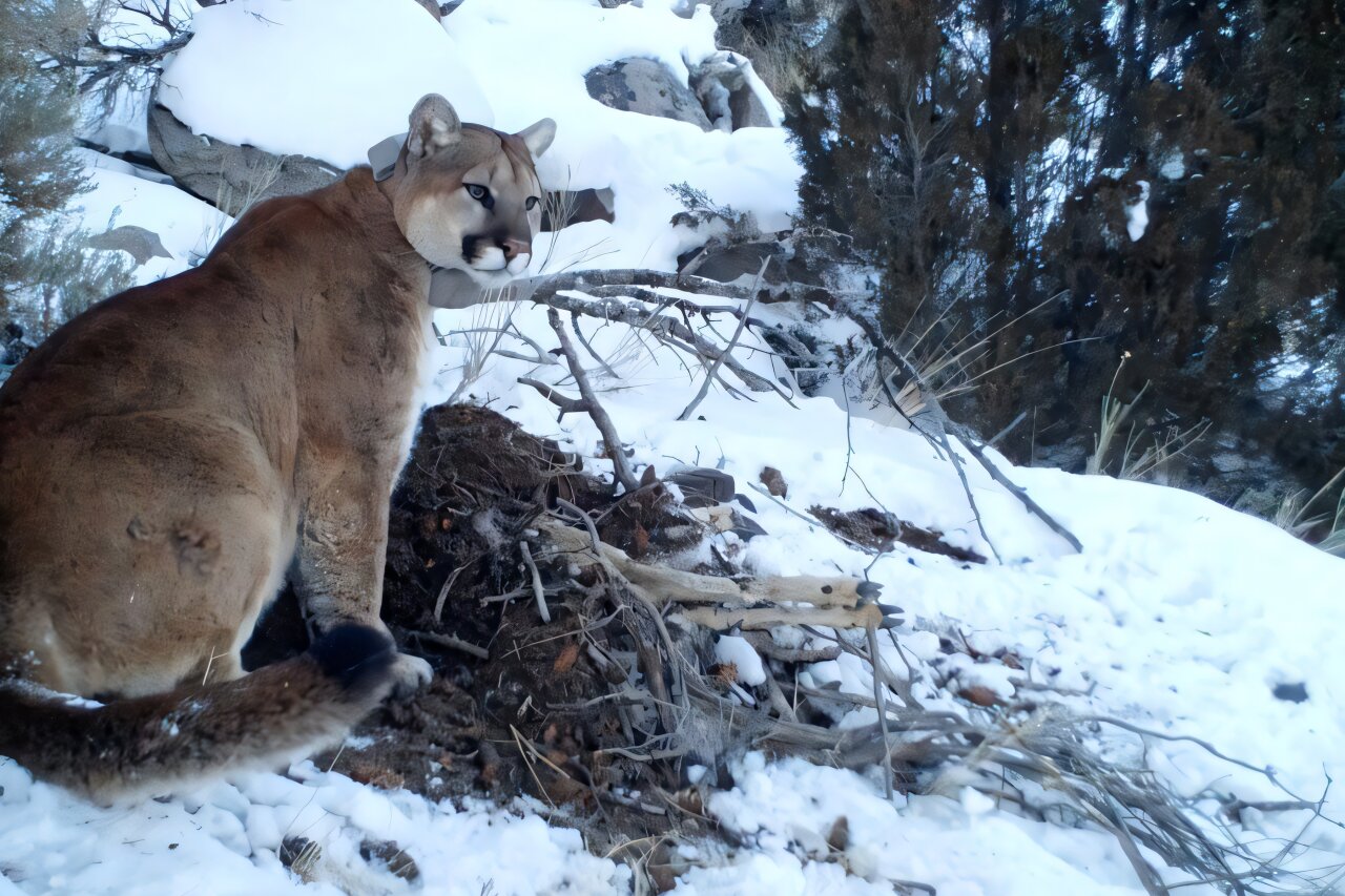 Prey size plays surprising role in competition among wolves, bears and ...