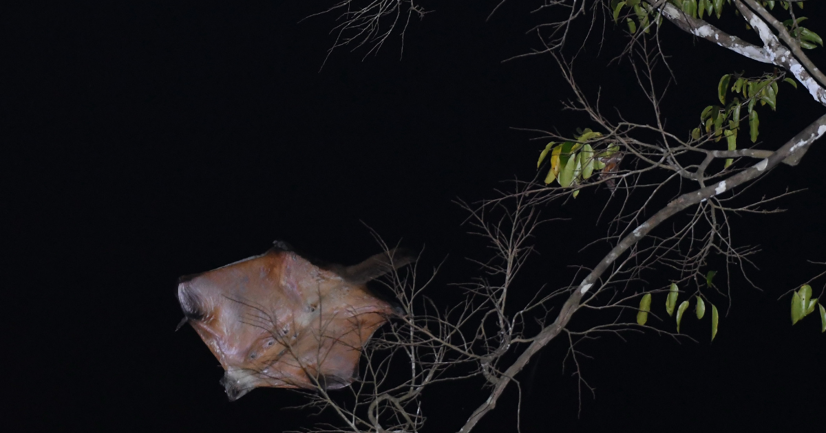 New Fossil Confirms That Giant Flying Squirrels The Size Of House Cats ...