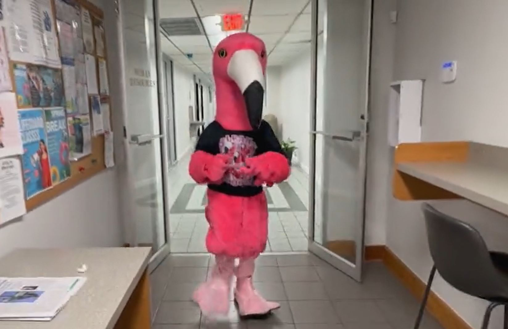 Leah, la flamenca de Hialeah: una mascota símbolo de identidad y alegría