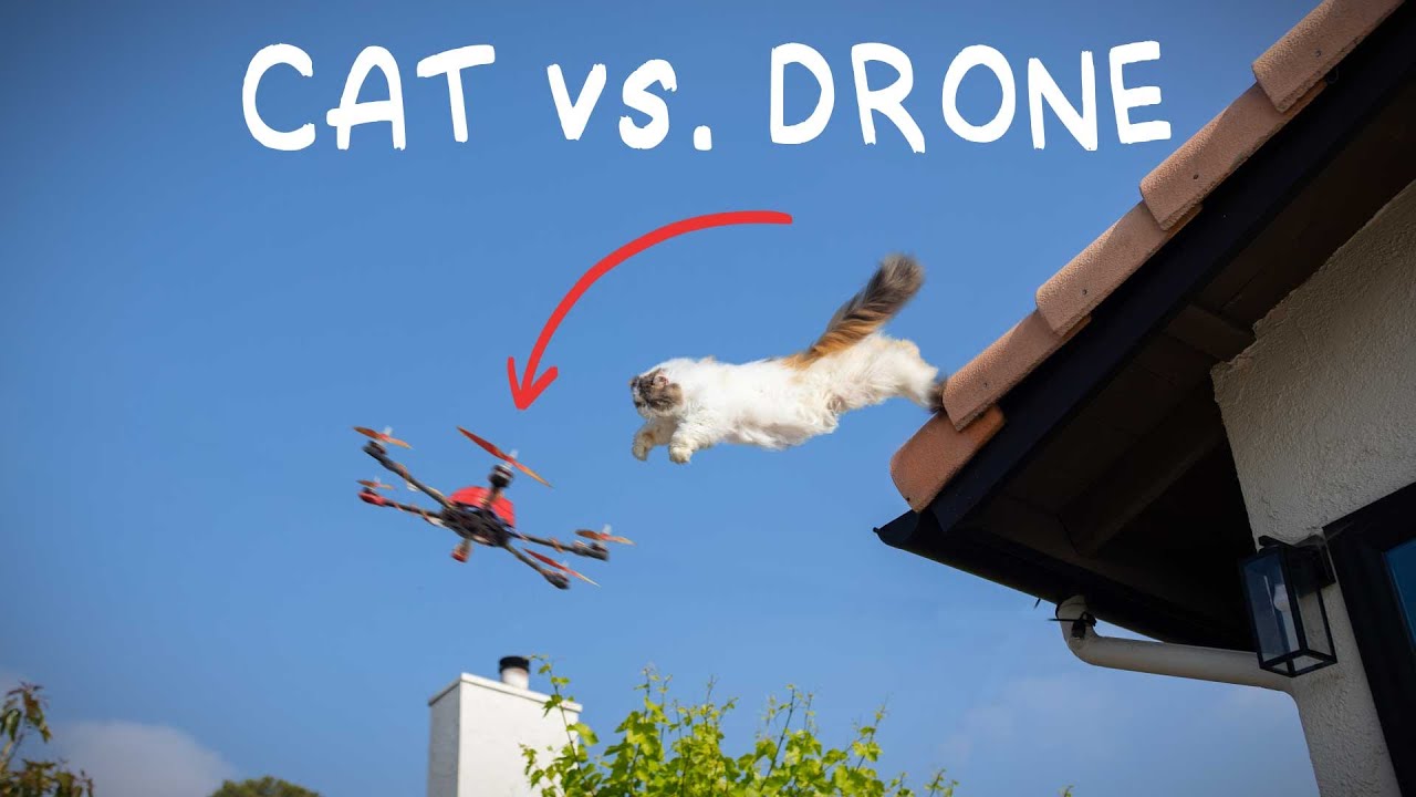 Cat battles drone to see who comes out on top