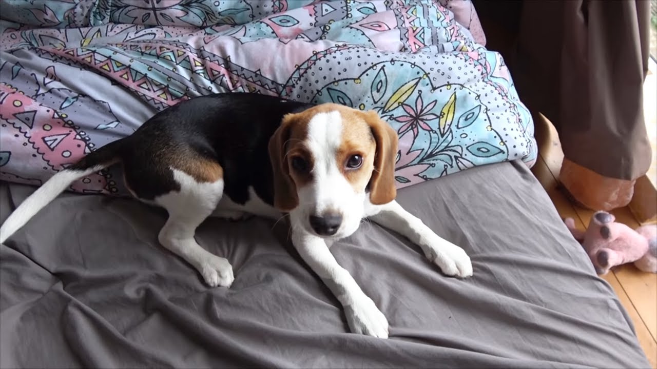 Beagle howls for the first time like an opera singer