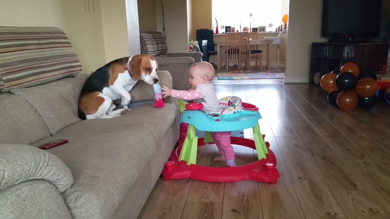 Ultimate helper beagle picks up everything baby drops