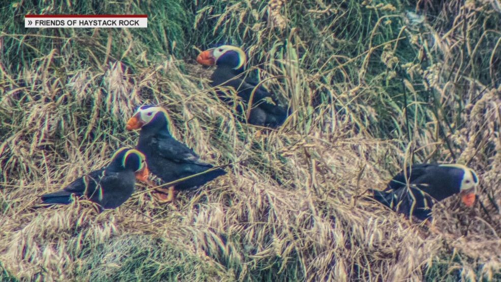 Tufted puffins set to return to Oregon coast for nesting season