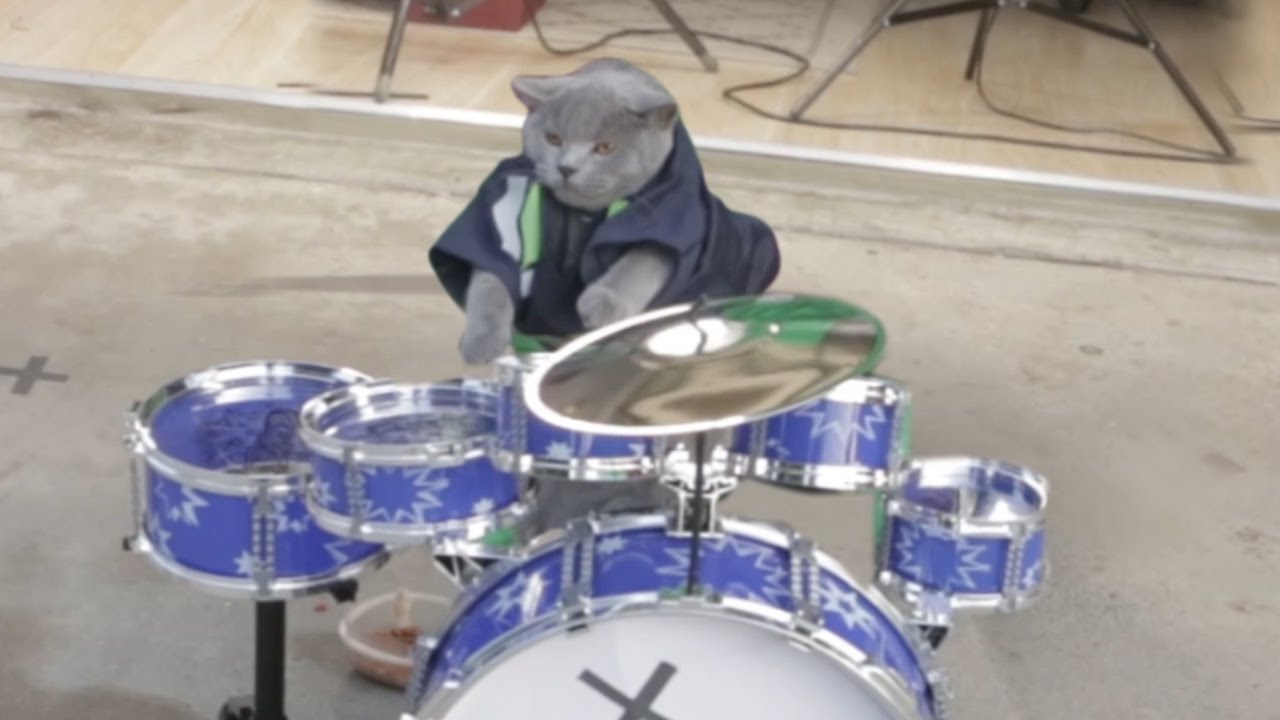 Dreamy cat starts wholesome little rock band with big ambitions