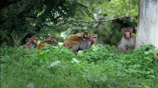 Delhi forest dept set to install 45 camera traps across Asola Bhatti