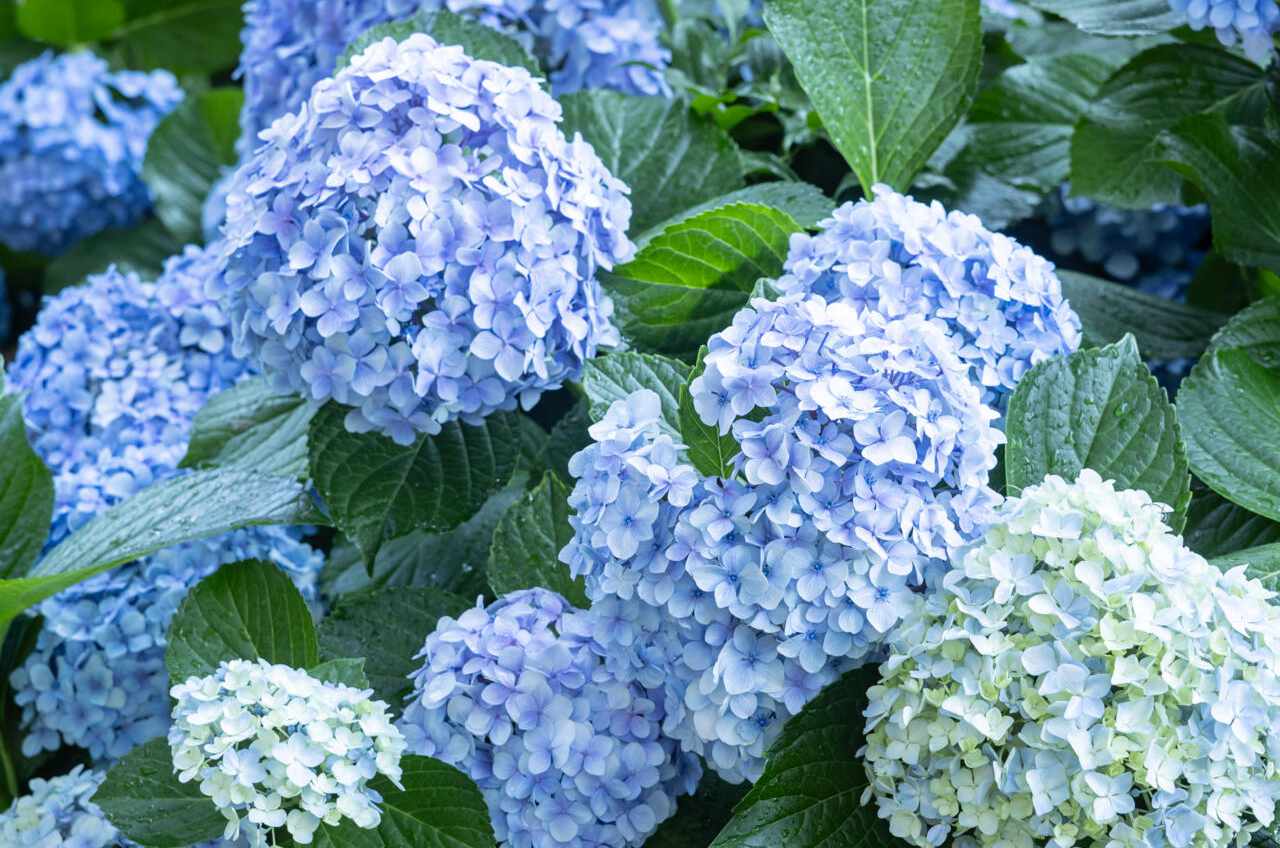 6 Pests That Could Ruin Your Hydrangeas This Spring