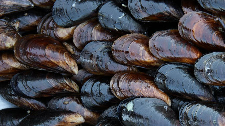 Shellfish harvesting advisory in effect for San Diego County