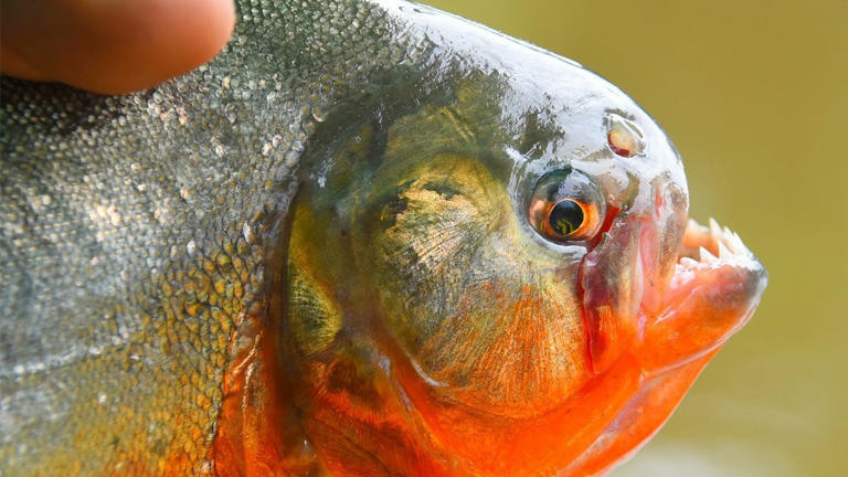 Michigan working to flip son of former NFL running back