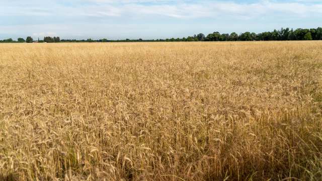 Farmers devastated by delayed wheat season as harvest outlook turns ...