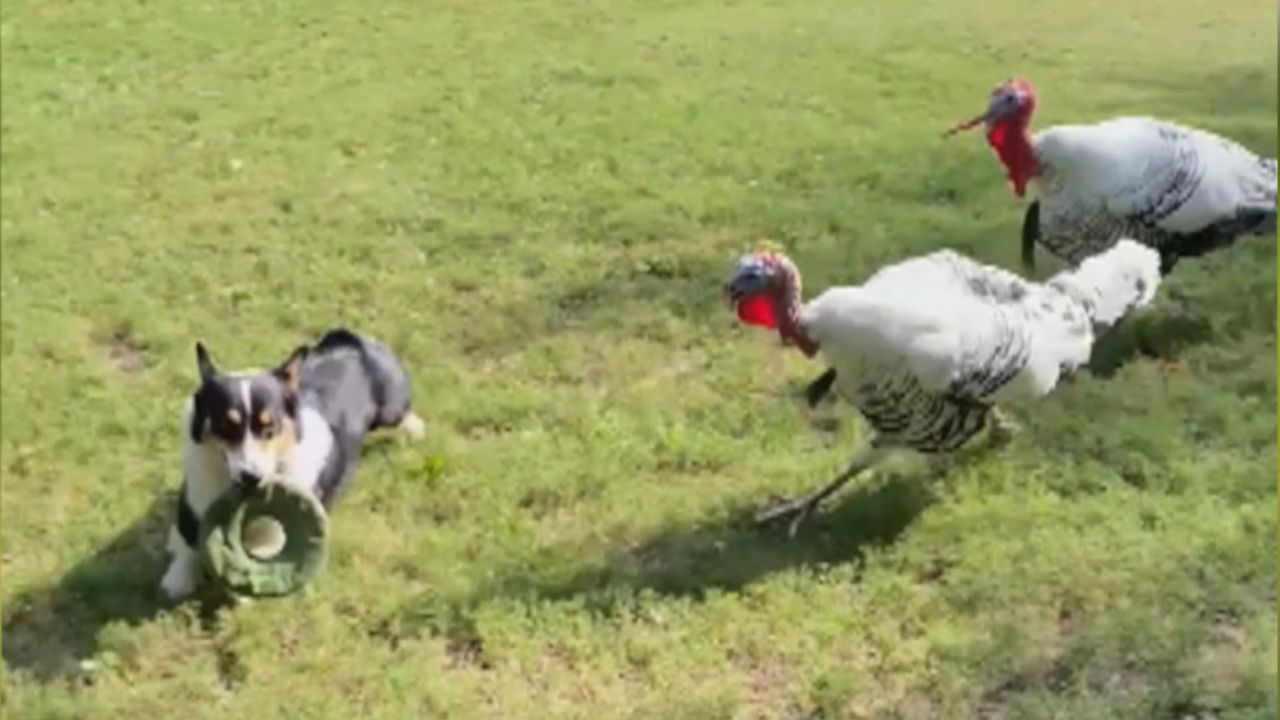 One dog, two turkeys, and a frisbee