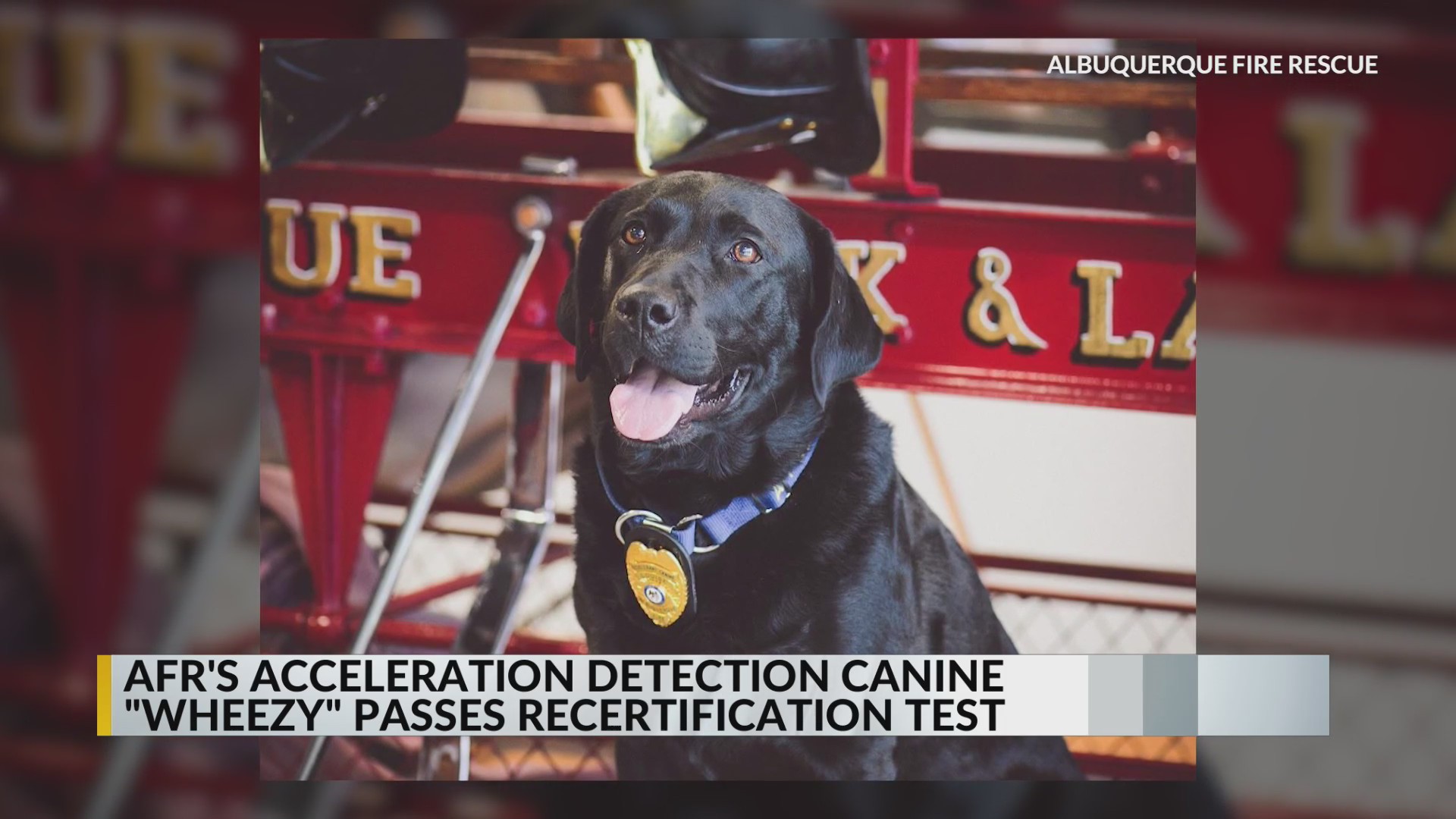 Albuquerque Fire Rescue's Accelerant Detection Canine passes ...