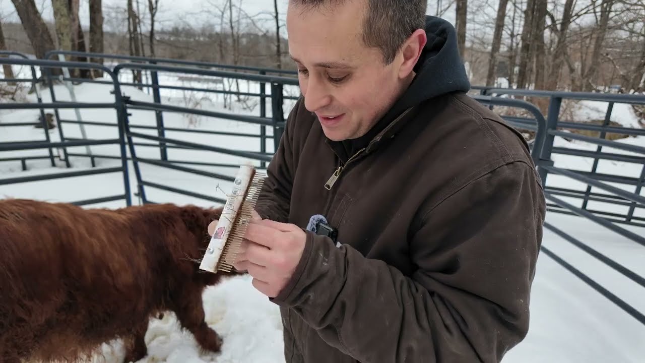 Trying to train my Scottish Highland calf on the farm