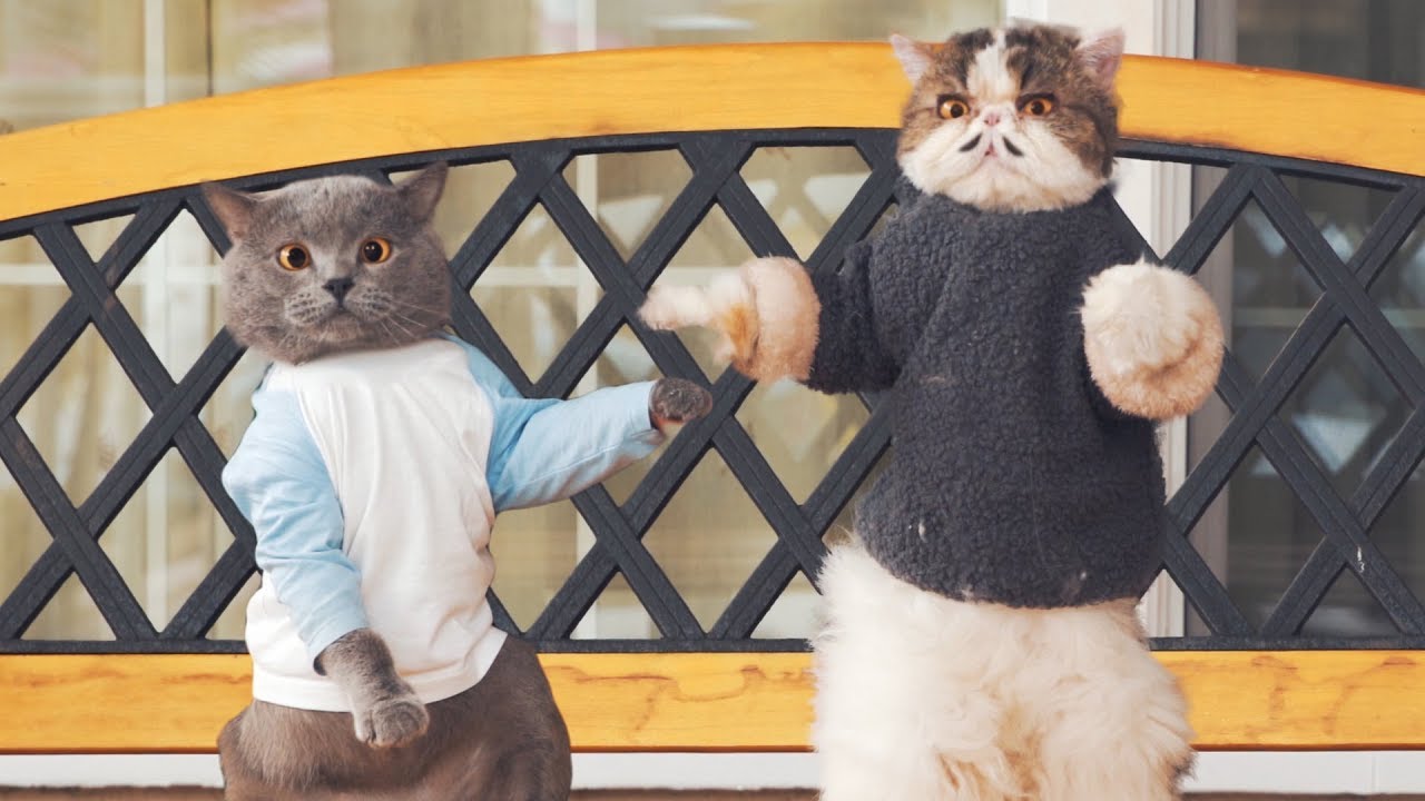 Cat demonstrates mind control in amusing antics