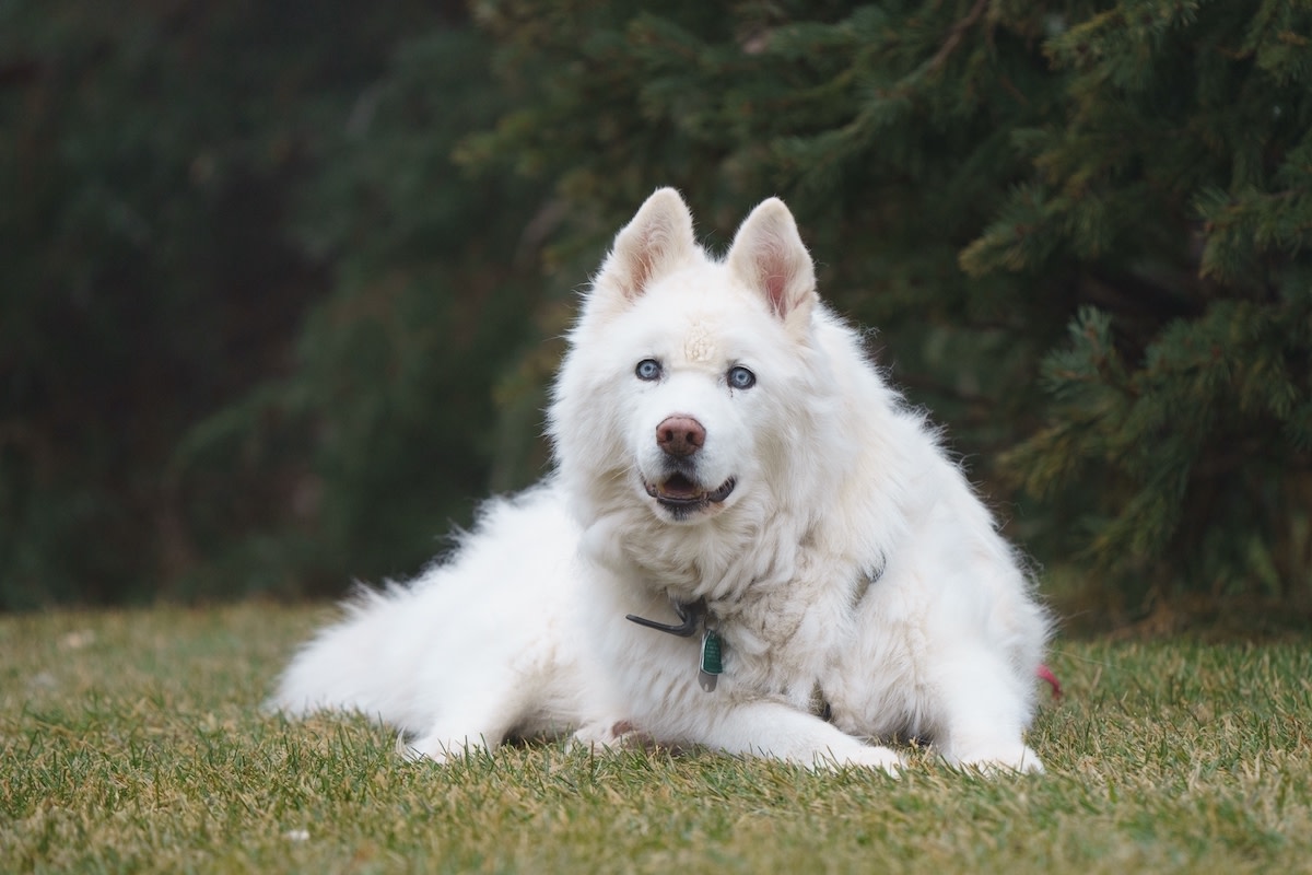 Energetic 10-Year-Old Stray Dog Found 'Painted Pink' Is Stealing Hearts ...