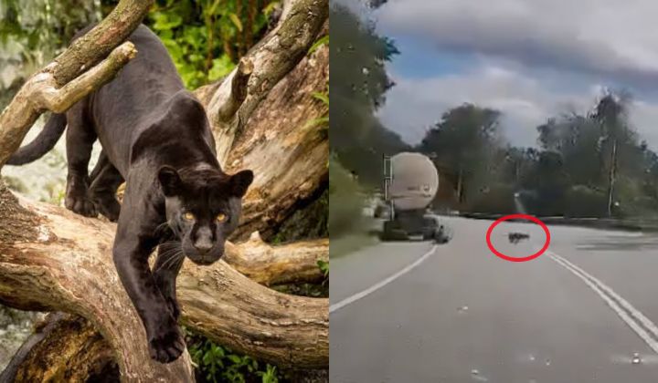 Terrifying Panther Attack Leaves Lorry Driver Badly Mauled Outside Seremban