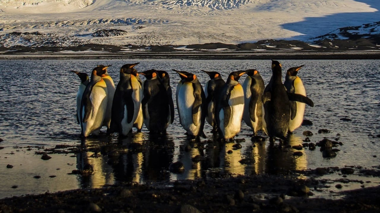 How Trump’s tariffs target a U.S. airbase and penguins