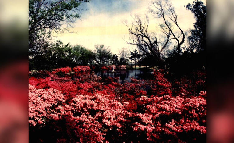 57th Annual Azalea Festival underway in Muskogee