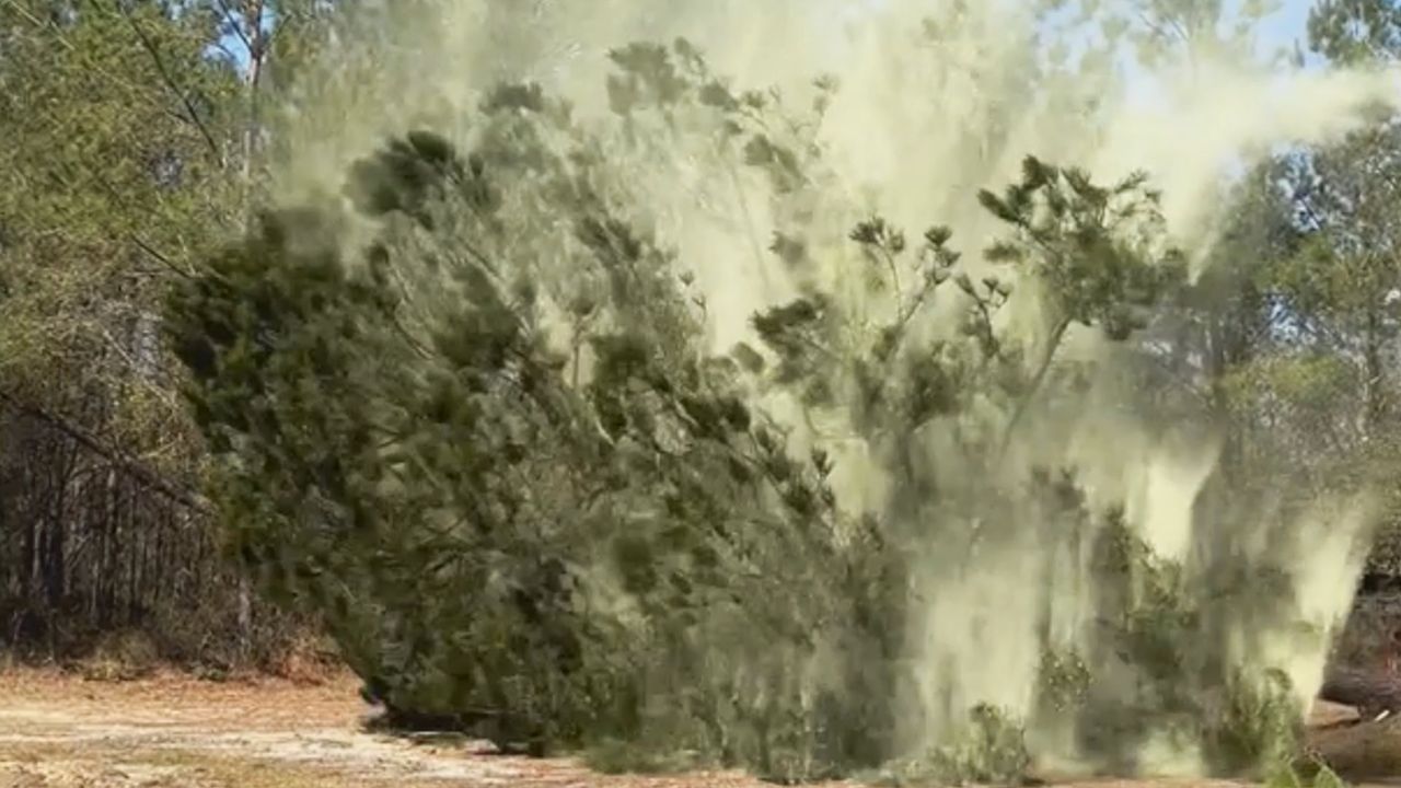 Tree cut down in Georgia releases massive cloud of pollen