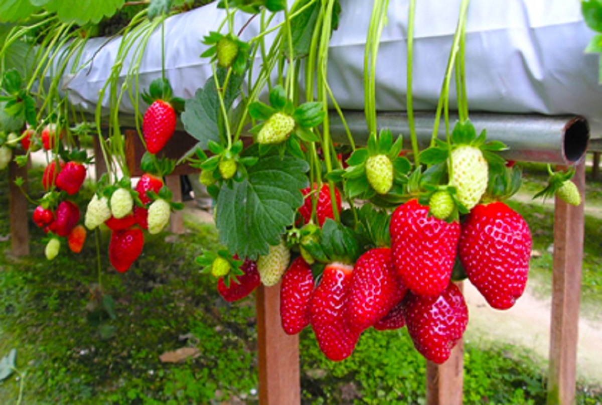 Guía Completa: Cómo Sembrar Fresas Paso a Paso en Casa