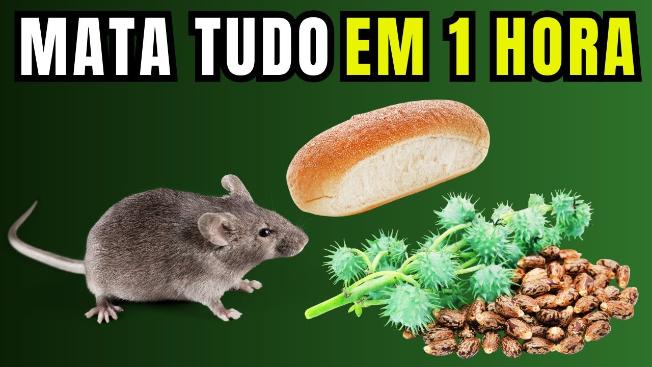 Mate Qualquer Rato Imediatamente com Este Veneno Caseiro