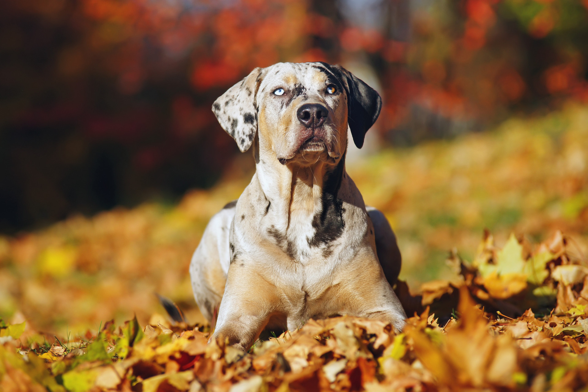 These are the hardest dog breeds to train