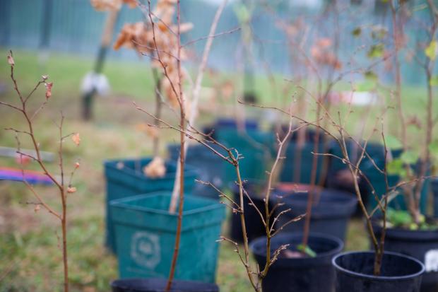 What’s happening in your local area to look after the environment