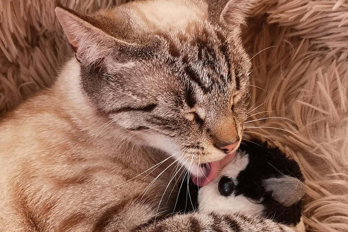 Warning issued to cat owners over rising trend