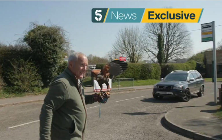 Hawk that terrorised tall, bald men for weeks was ‘hormonal’, says falconer