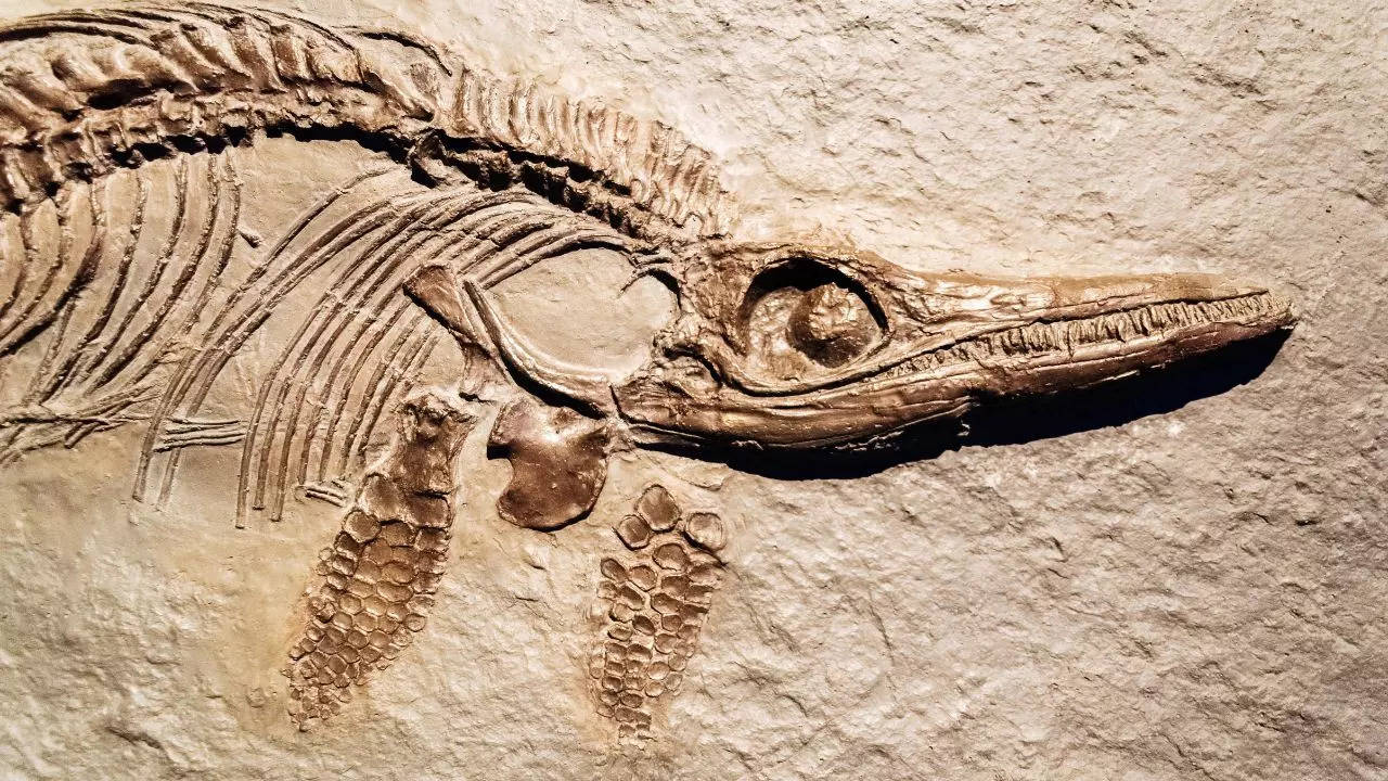 5 most interesting fossils discovered in the 21st century