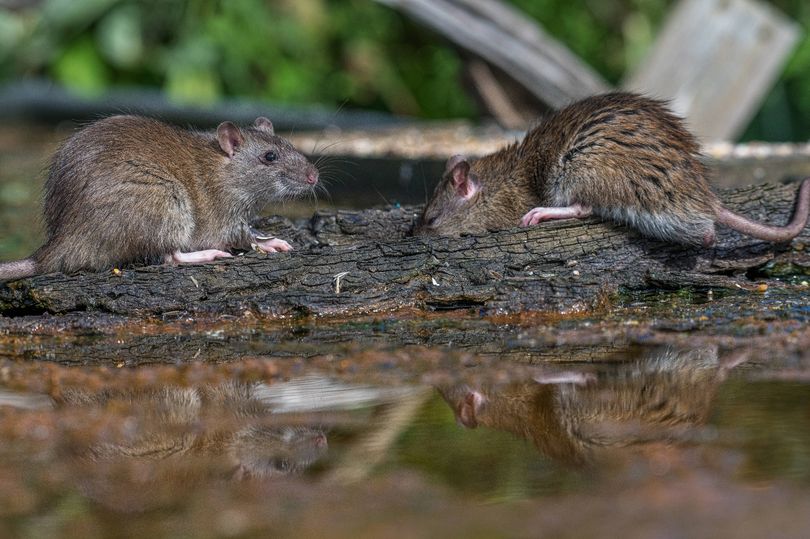 Having one thing in your garden can help rats 'invade homes quickly and ...