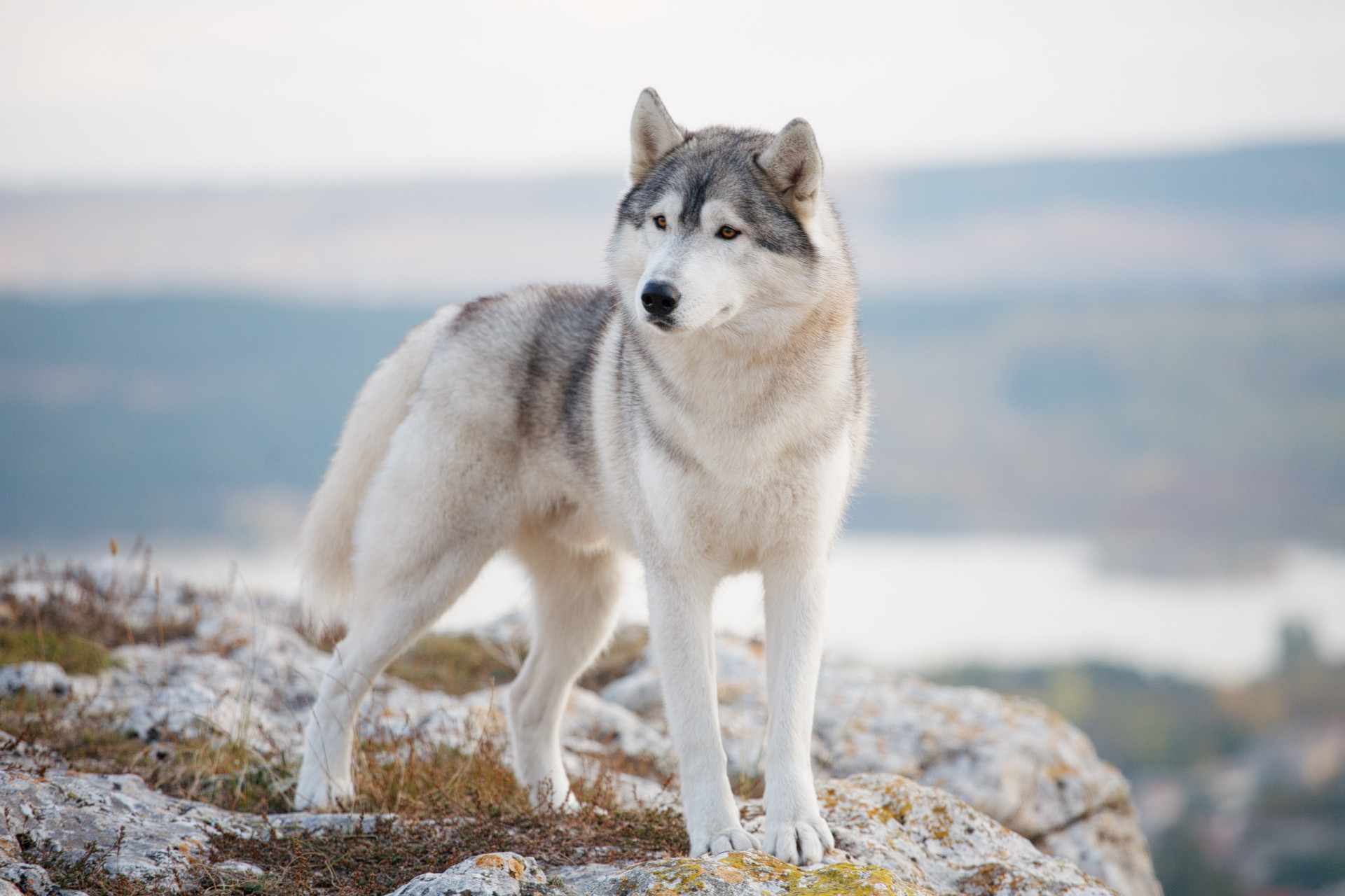 Dog breeds that are challenging to train