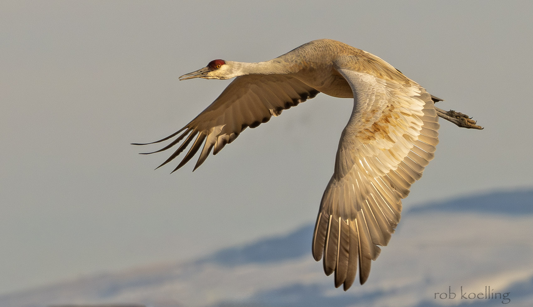 The springtime return of sandhill cranes